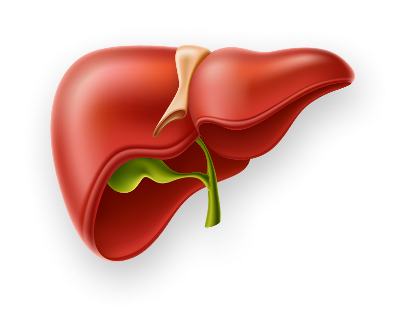 Home Page | Liver Lab Assist